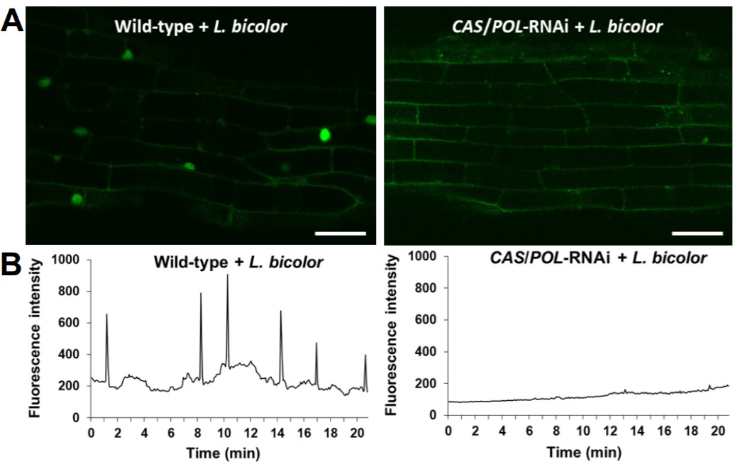 The ectomycorrhizal fungus Laccaria bicolor produces ...