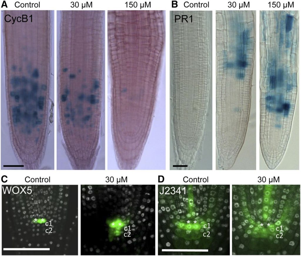 Salicylic Acid Influences Root Meristem Patterning at Low ...