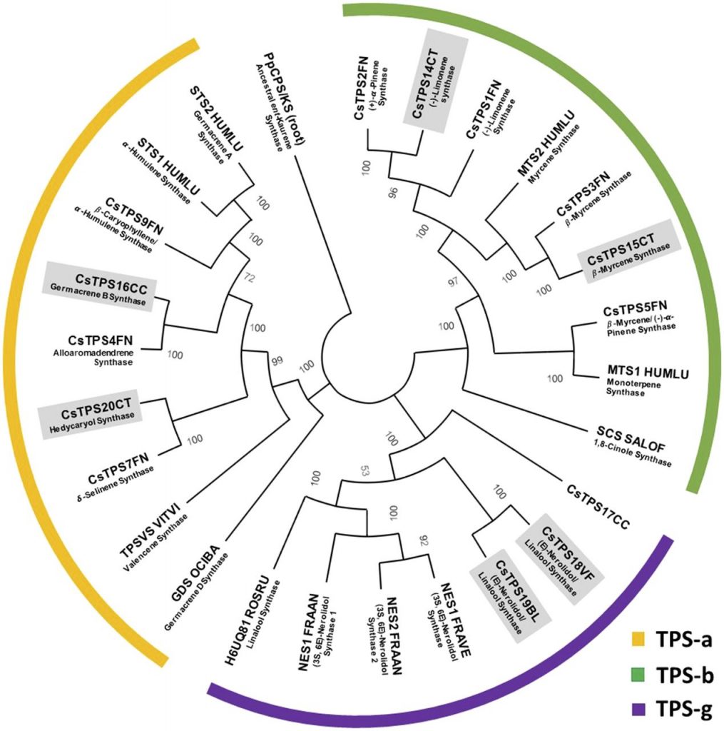 Coregulation of Cannabinoid and Terpenoid Pathways | Plantae