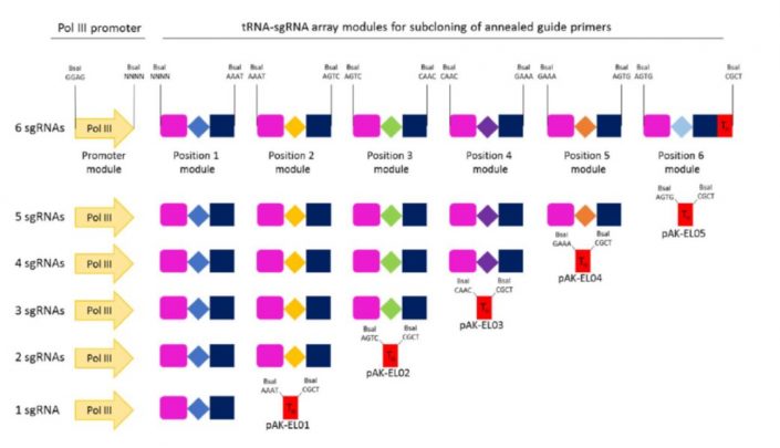 A modular cloning toolkit for genome editing in plants (bioRxiv) | Plantae