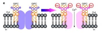 Plant cell-surface GIPC sphingolipids sense salt to trigger Ca2+ influx ...