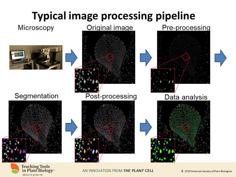 New Teaching Tool “Computational Image Processing in Microscopy ...