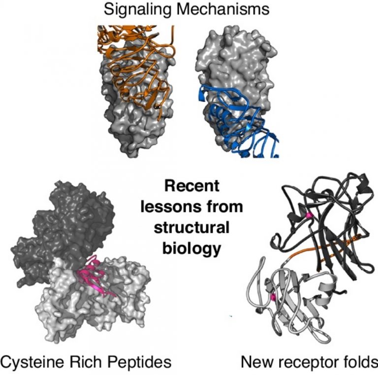 Review Structural Biology Of Cell Surface Receptor Ligand Interactions