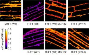 Timing is Everything: Tandem Fluorescent Timers Expand Our ...