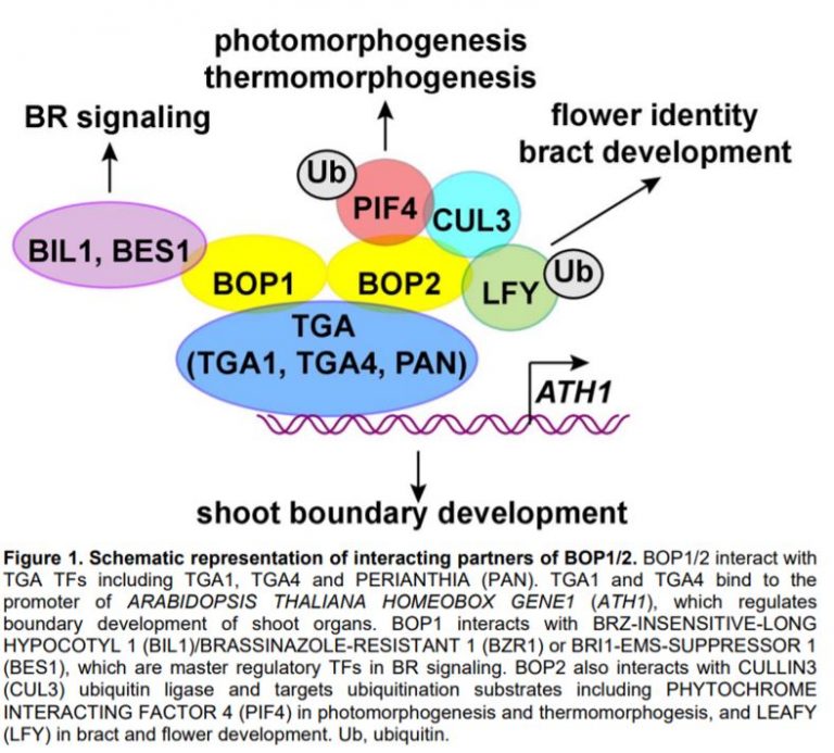 New interacting partners of BLADE-ON-PETIOLE in regulation of plant ...