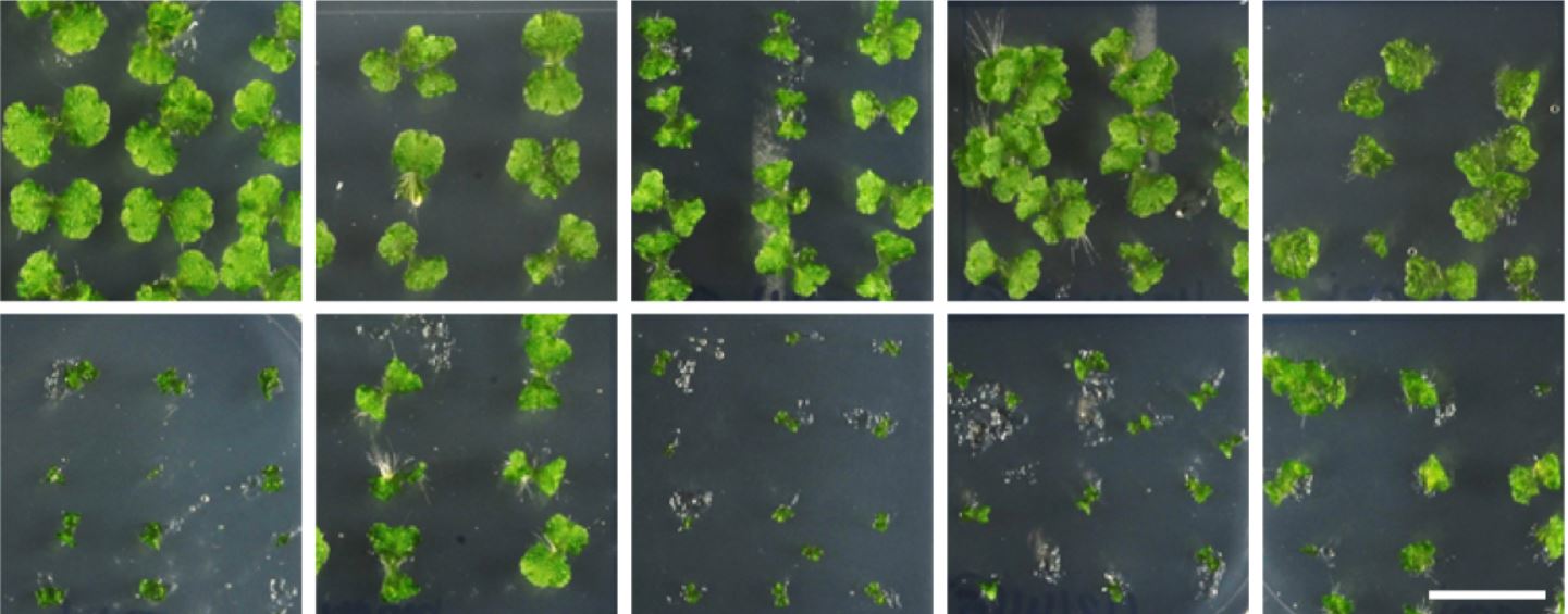 Some Things Never Change: Conserved MYC-family bHLH Transcription ...