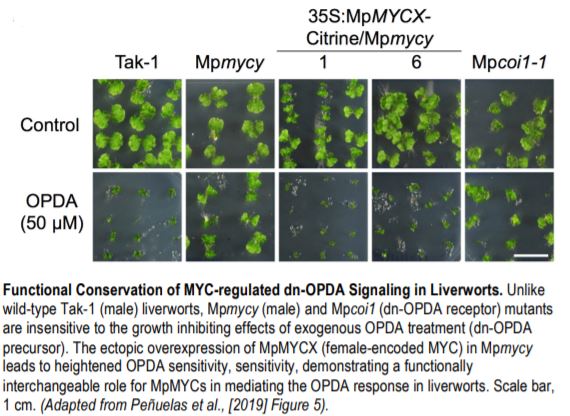 Some Things Never Change: Conserved MYC-family bHLH Transcription ...