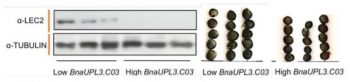 Promoting production: UPL3 promoter variation modulates seed size and ...