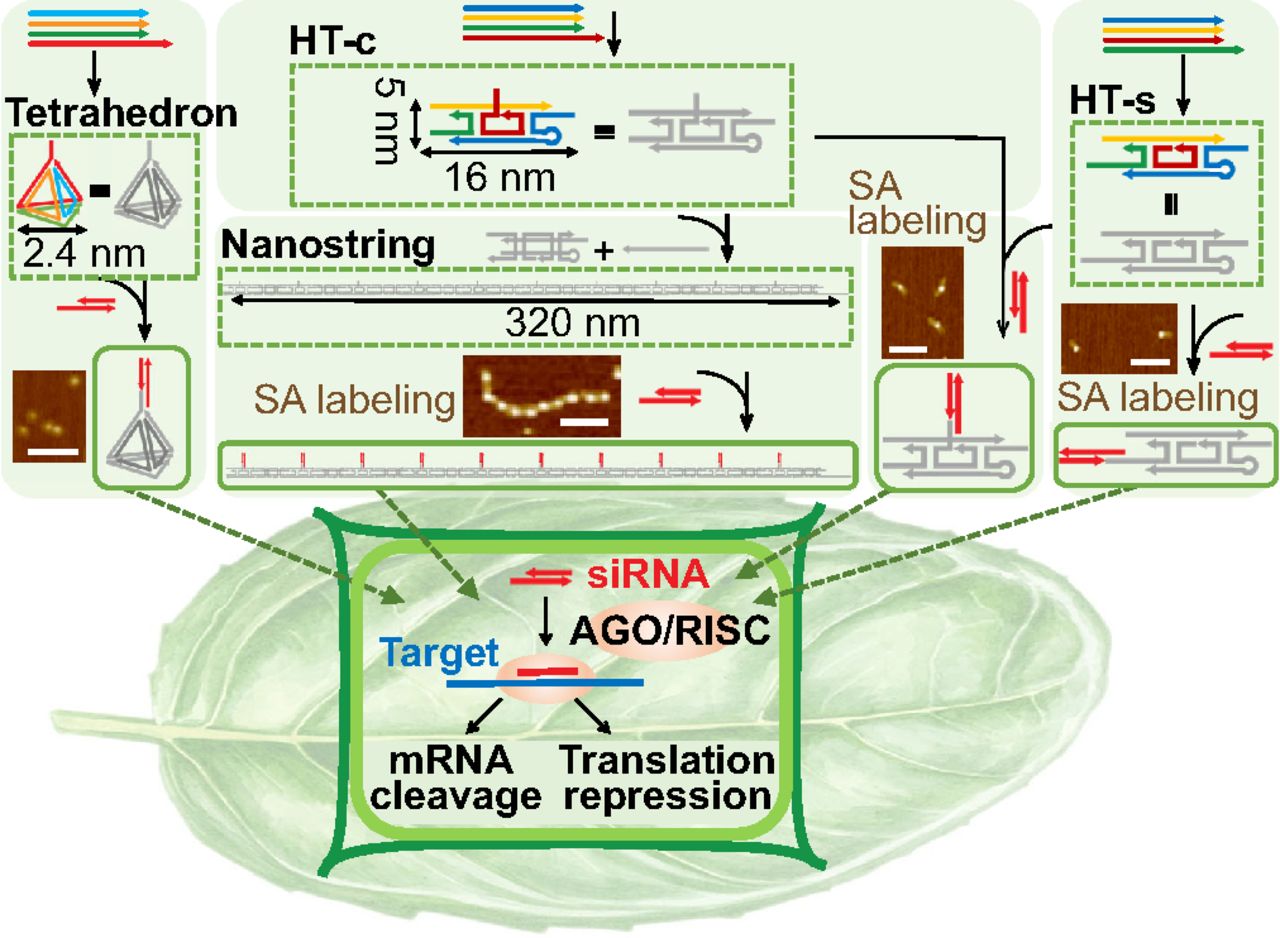 Plant Synthetic Biology Collection - Synbio Methods | Plantae