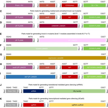Synthetic Biology | Plantae