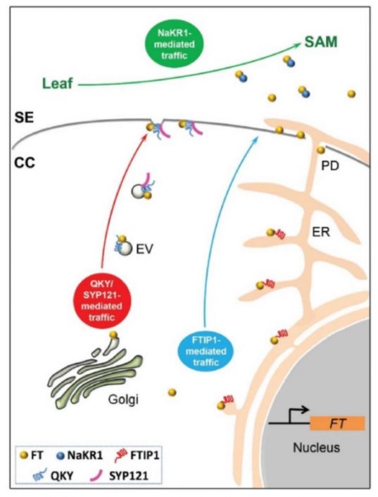 The QKY-SYP121 complex controls long-distance florigen movement ...
