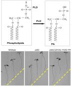 Halotropism requires phospholipase Dζ1-mediated modulation of cellular ...