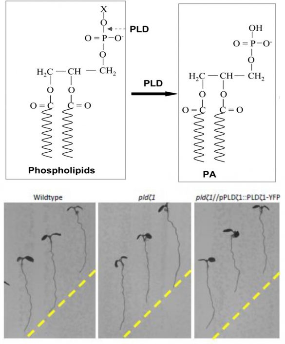 Halotropism requires phospholipase Dζ1-mediated modulation of cellular ...