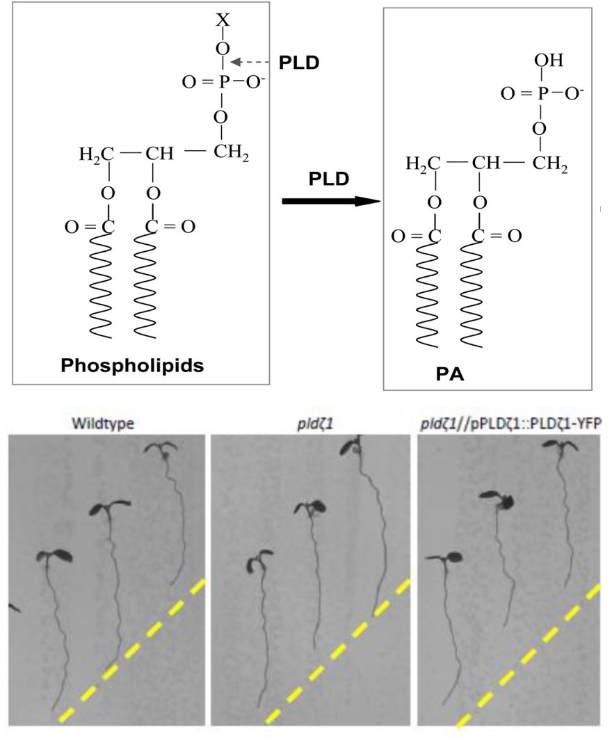 Halotropism requires phospholipase Dζ1-mediated modulation of cellular ...