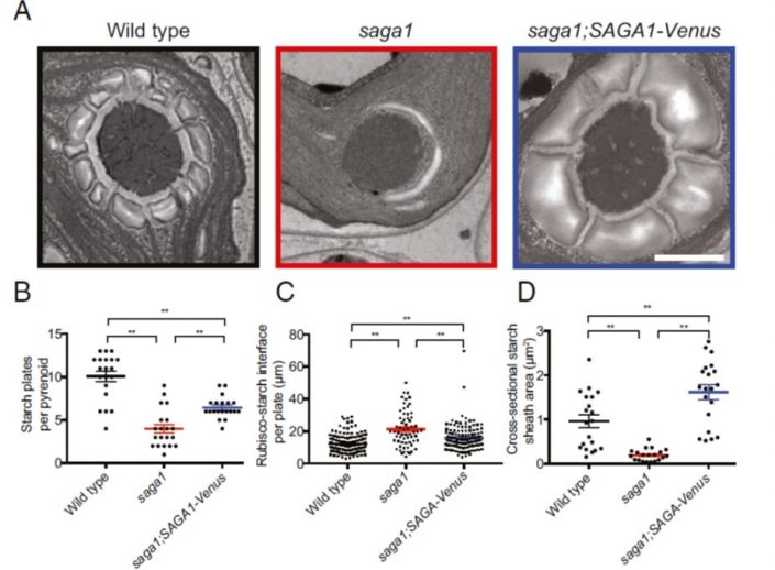 A Rubisco-binding protein is required for normal pyrenoid number and ...
