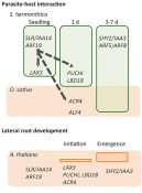 Genome sequence of Striga asiatica provides insight into the evolution ...