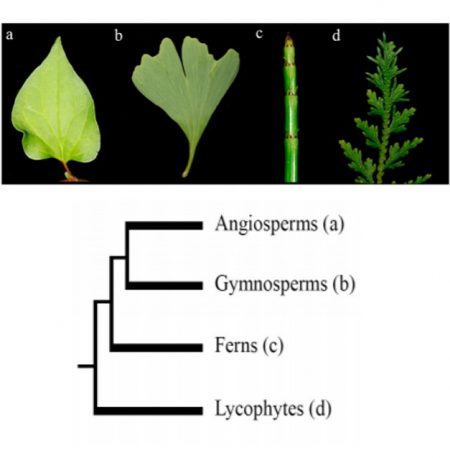 Evolution of the KANADI gene family and leaf development in lycophytes ...