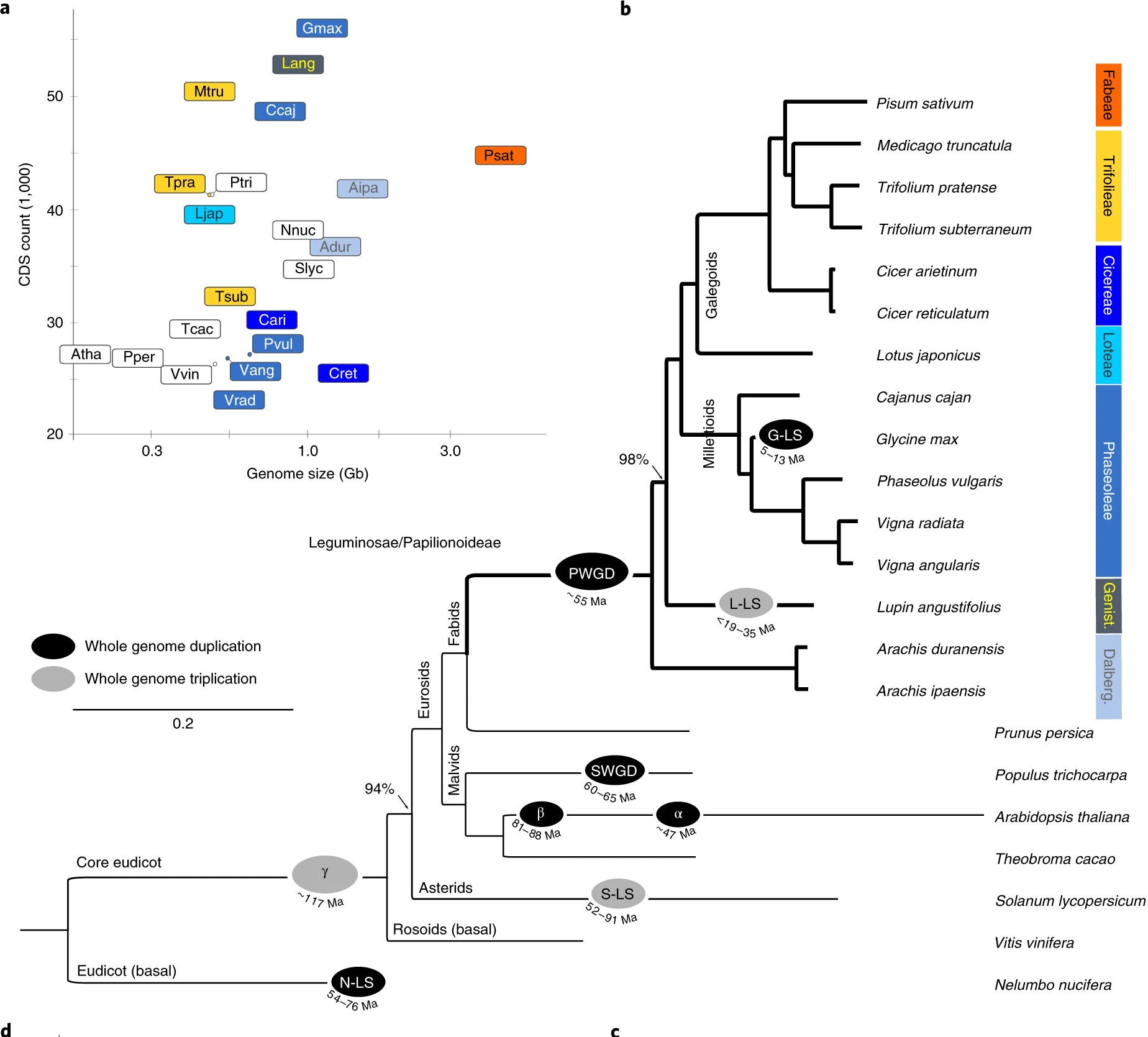 A reference genome for pea provides insight into legume genome ...