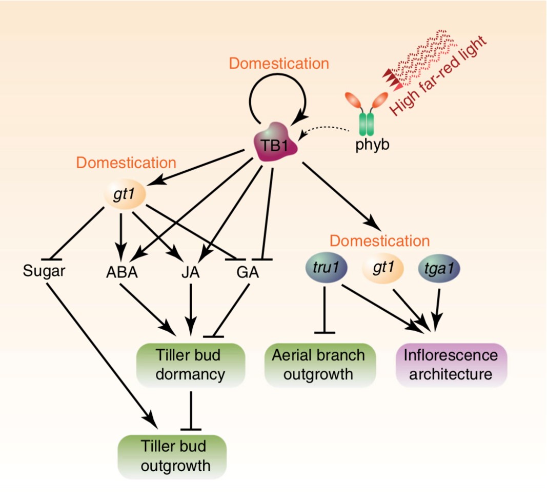 teosinte branched1 and the control of bud dormancy and growth in maize ...