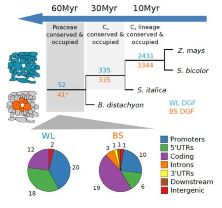 Genome-wide transcription factor binding in leaves from C3 and C4 ...