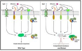 A single amino-acid substitution impairs PTI and ETI in an SA-dependent ...