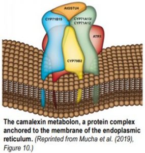 A Plant Metabolon Efficiently Mass-produces Phytochemical Defenses ...