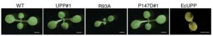 UMP pyrophosphorylase-a moonlighting protein with essential functions ...