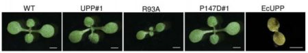 UMP pyrophosphorylase-a moonlighting protein with essential functions ...
