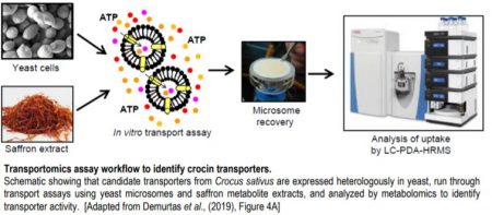 The ABCCs of Saffron Transportomics | Plantae