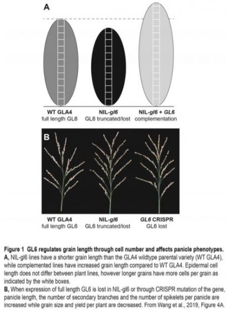 A rice transcription factor controls grain length through cell number ...