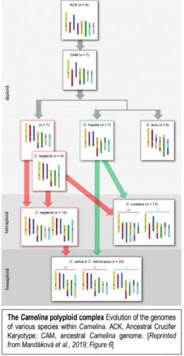 Camelina: A History of Polyploidy, Chromosome Shattering, and Recovery ...