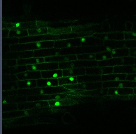 The common symbiosis pathway: More common than we thought? | Plantae