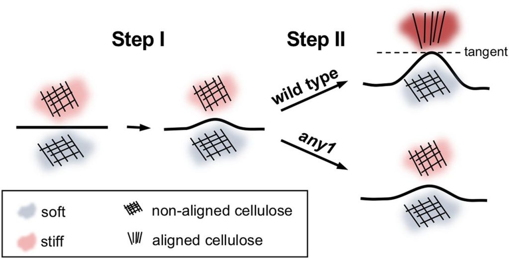 Regulation of Pavement Cell Morphogenesis | Plantae