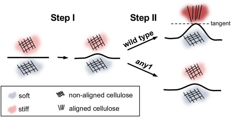 Regulation of Pavement Cell Morphogenesis | Plantae