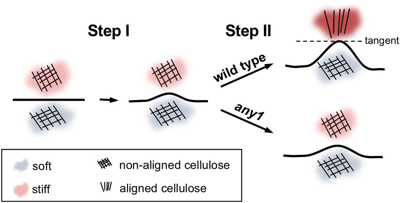 Regulation of Pavement Cell Morphogenesis | Plantae