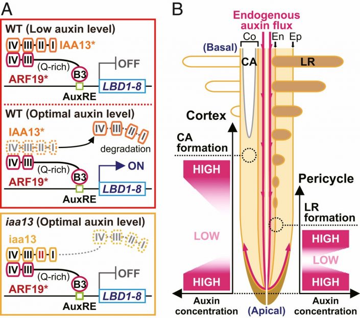 Fine control of aerenchyma and lateral root development through Aux/IAA ...