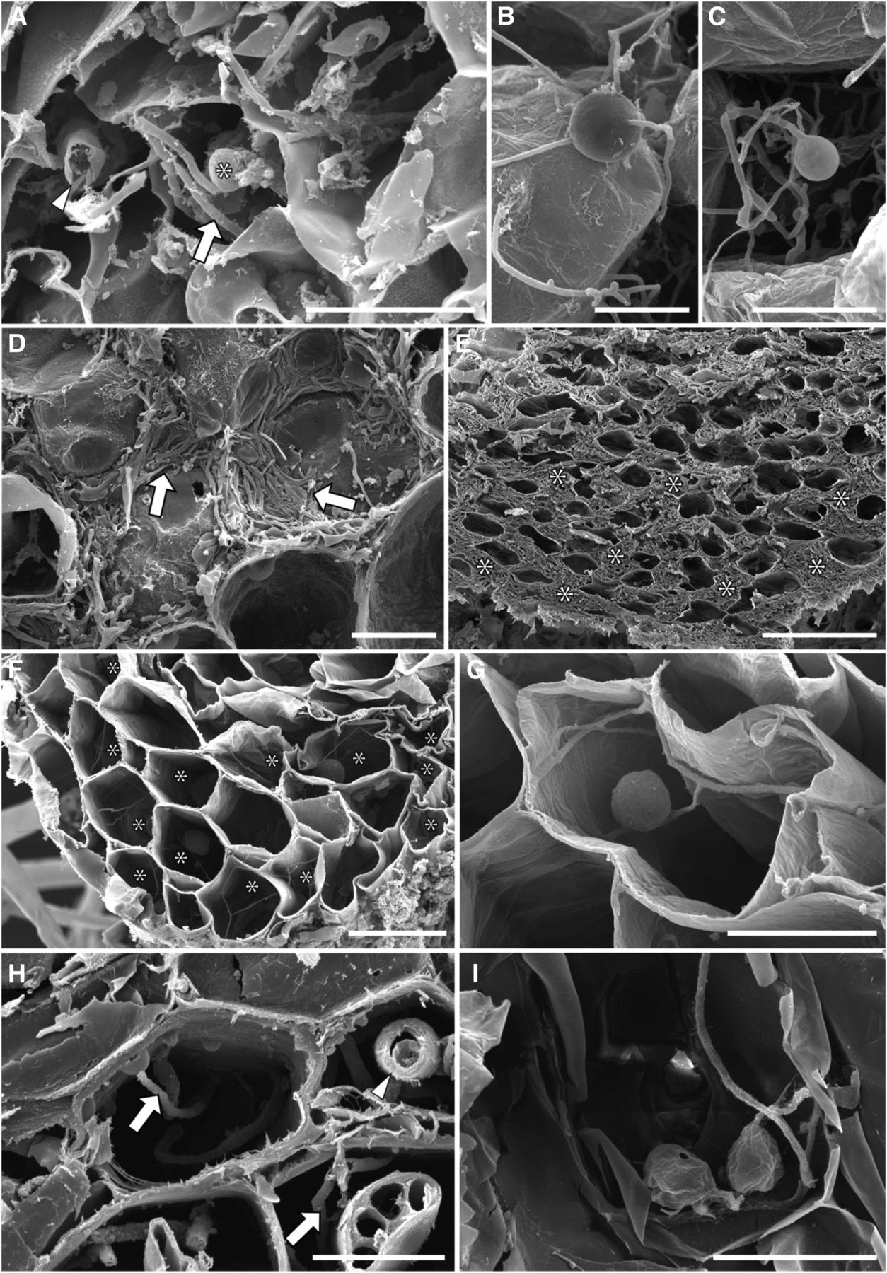 Insights into a Vascular Plant–Fungal Symbiosis | Plantae