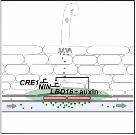 NODULE INCEPTION recruits the lateral root developmental program for symbiotic nodule ...