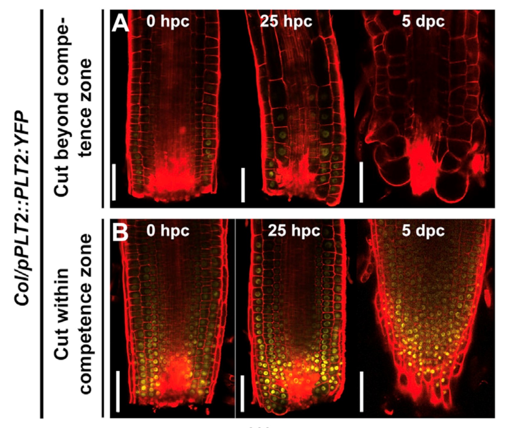 Optimal levels of PLETHORA2 for root regeneration capacity (Cell ...