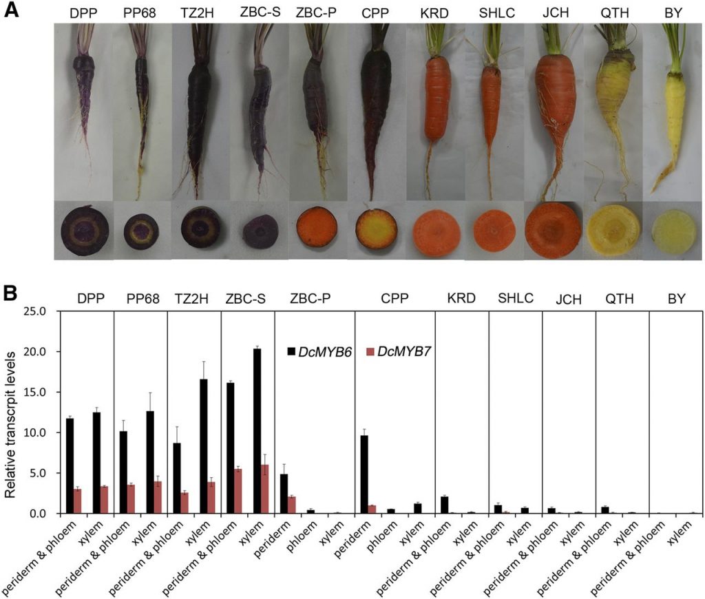 How Carrots Get Their Colors | Plantae