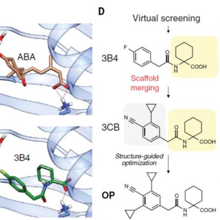Seed germination: It’s about restricting ABA biosynthesis at the ...
