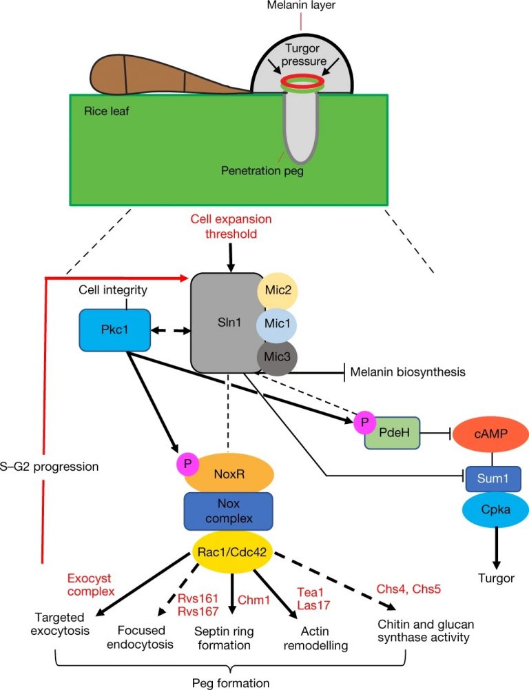 Plant Science Research Weekly: October 25th | Plantae
