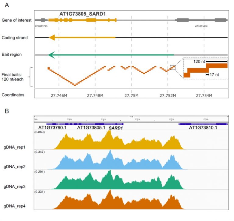 Plantae | High-resolution expression profiling of selected gene sets ... Plantae | High-resolution expression profiling of selected gene sets ...