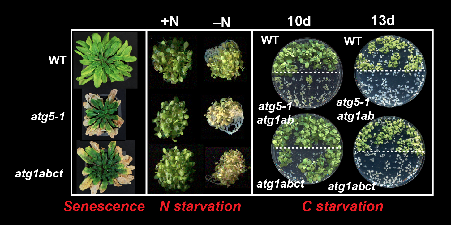 How Autophagy Is Activated under Extended Dark Conditions | Plantae