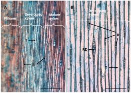 Plant Science Research Weekly: October 4th | Plantae