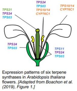 Attract or Defend: The CYP-associated Versatility of Terpenoids | Plantae