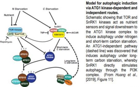 You Are What You Eat: An ATG1-Independent Path to Autophagy | Plantae