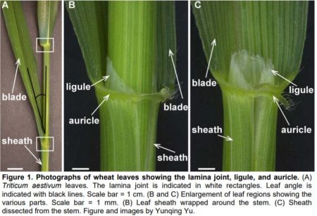 Liguleless1, a conserved gene regulating leaf angle and a target for ...
