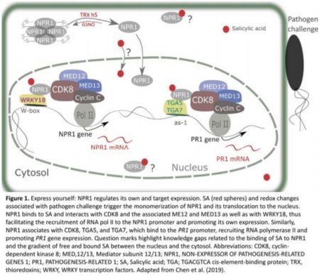 NPR1 has everything under control | Plantae