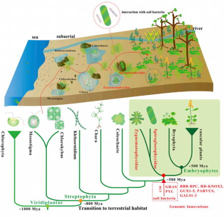 Genomes of subaerial Zygnematophyceae provide insights into land plant ...